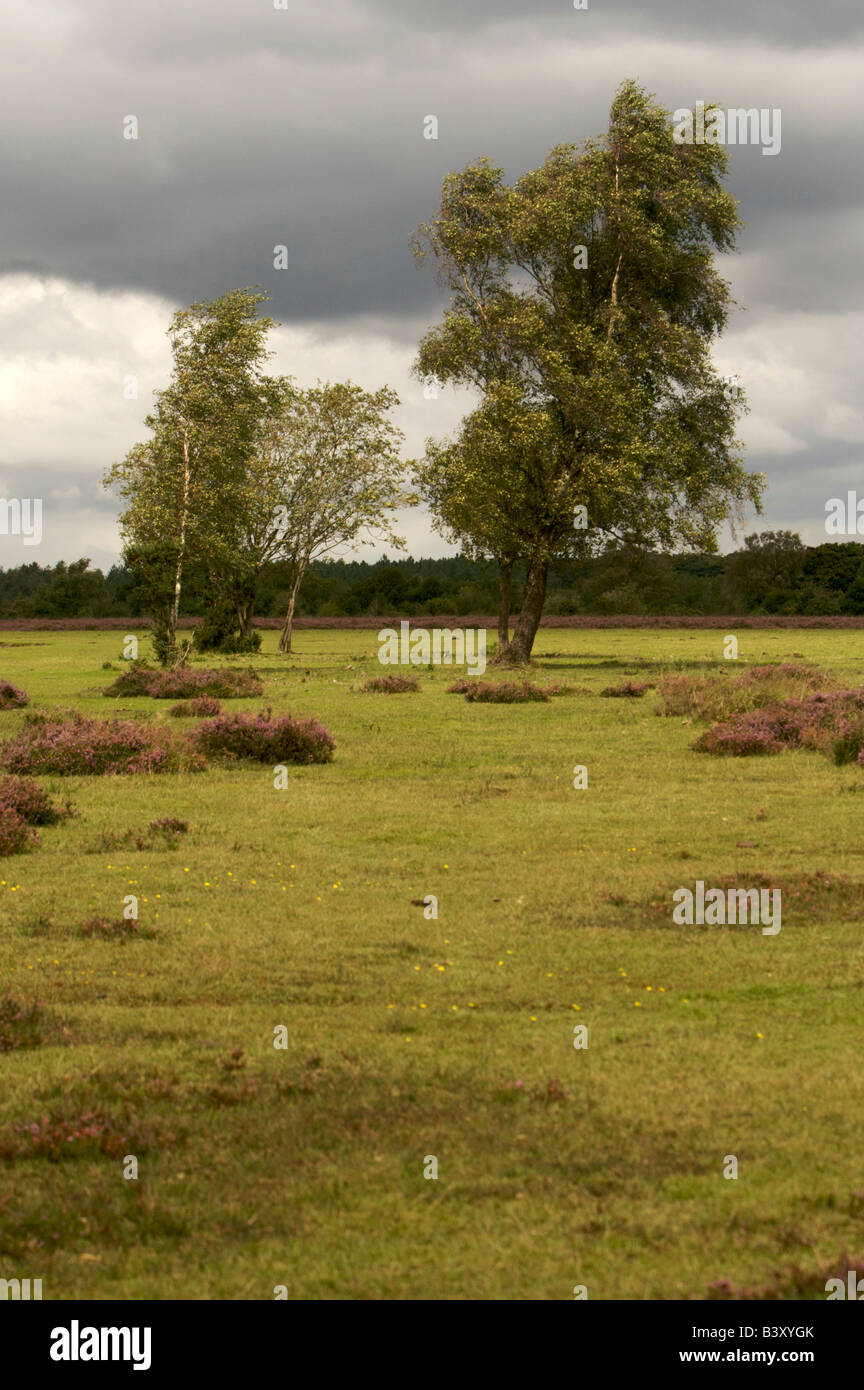 Heathland new forest hi-res stock photography and images - Alamy