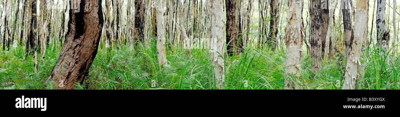 Paperbark forest on Fraser Island Queensland Australia Fraser Islands ...
