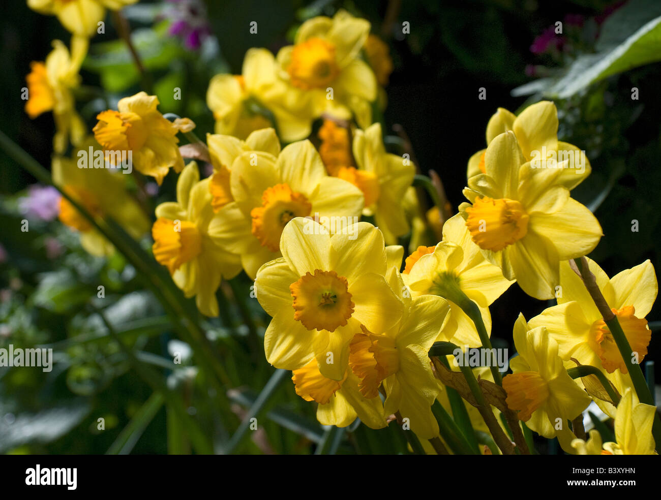 yellow spring daffodils Stock Photo - Alamy