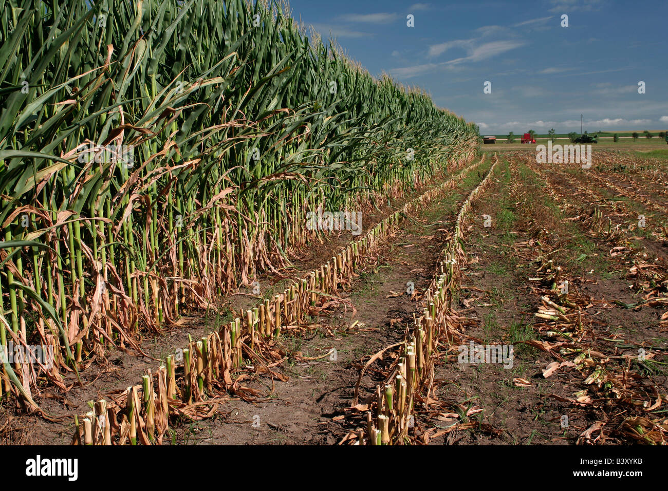 Corn stubble hi-res stock photography and images - Alamy