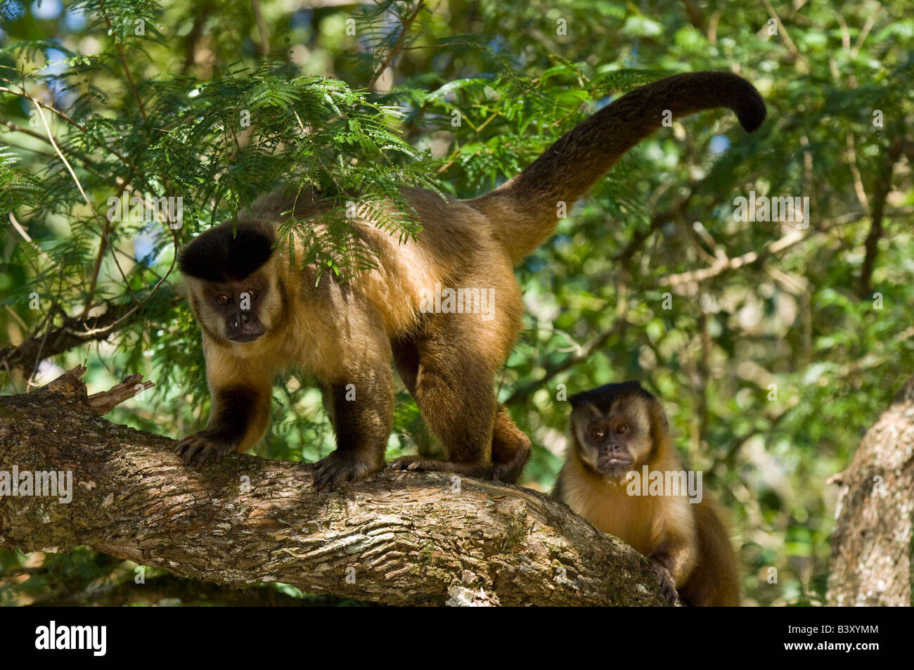 Capuchin monkey in rainforest hi-res stock photography and images - Alamy