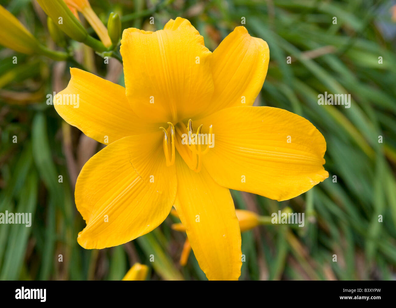 Alan Bloom High Resolution Stock Photography and Images - Alamy