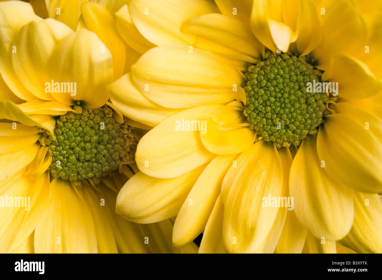 Two yellow flowers close up Stock Photo - Alamy