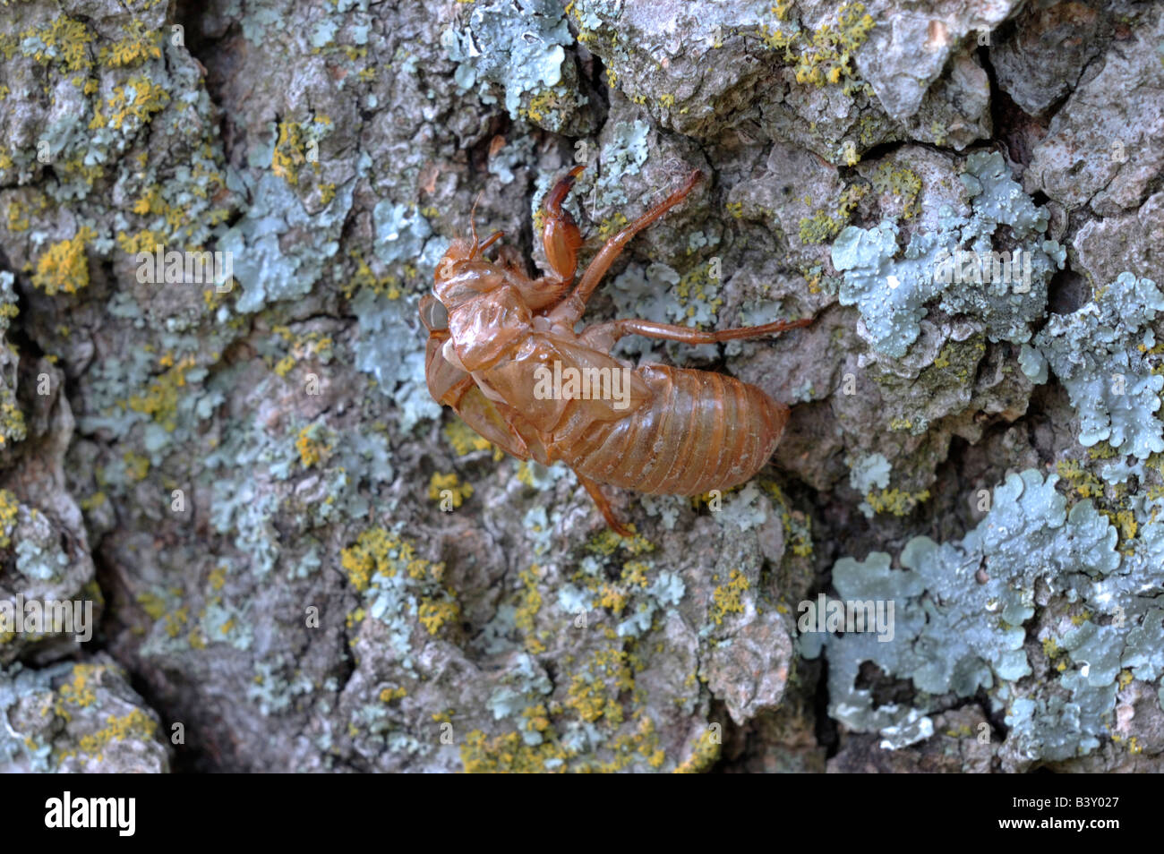 Locust shell hi-res stock photography and images - Alamy