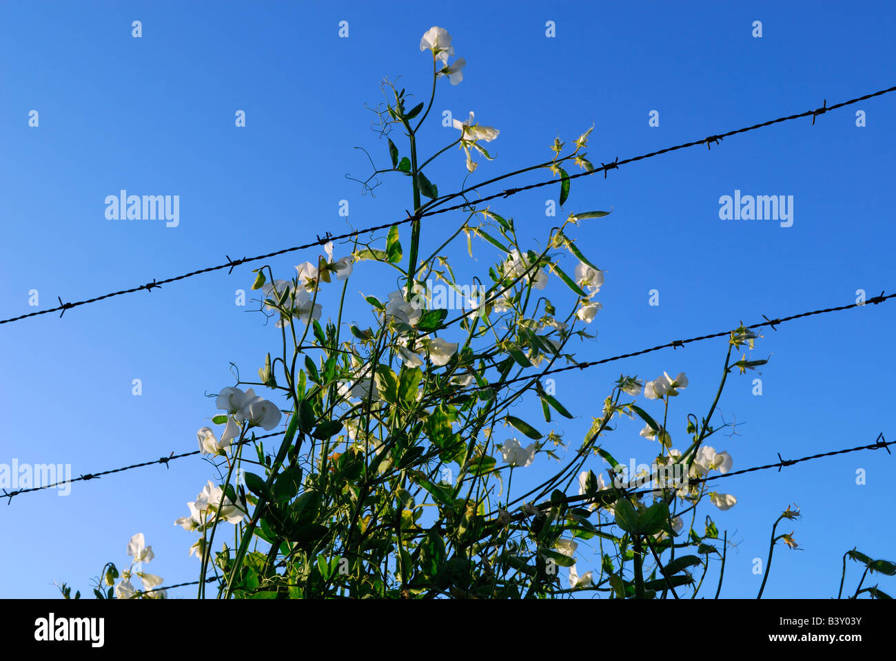 Sweet Pea bush (Lathyrus odoratus) growing over barbed wire fence Stock ...