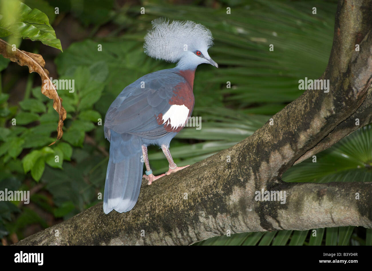 Maroon breasted crowned pigeon also known as Southern Crowned Pigeon ...