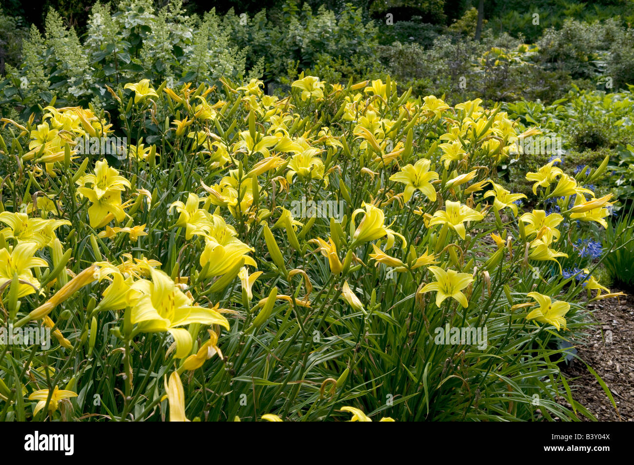 Hemerocallis Day Lily `Marion Vaughan` Stock Photo - Alamy