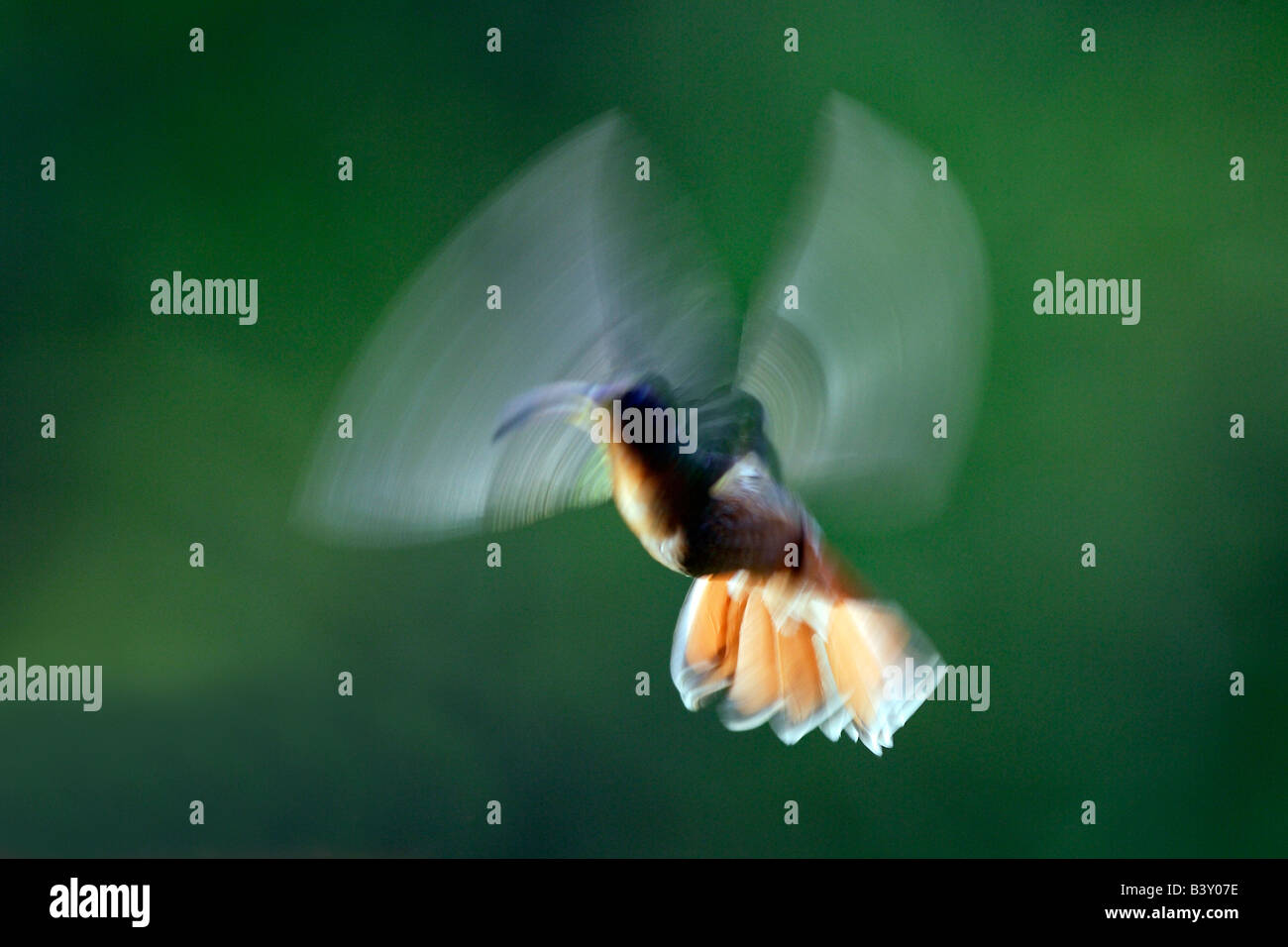 Blurr flying bird hi-res stock photography and images - Alamy