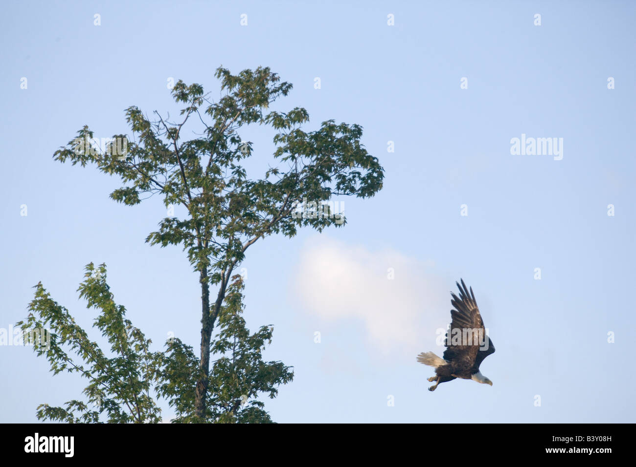 Eagle flying from a tree Stock Photo - Alamy