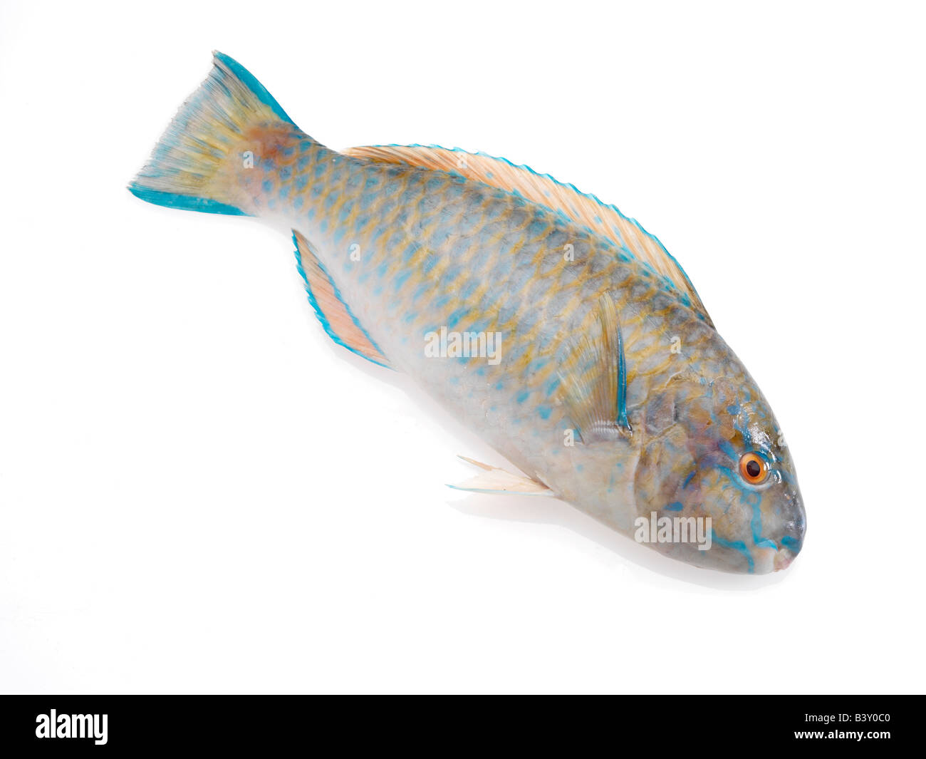 Parrot caribbean hi-res stock photography and images - Alamy