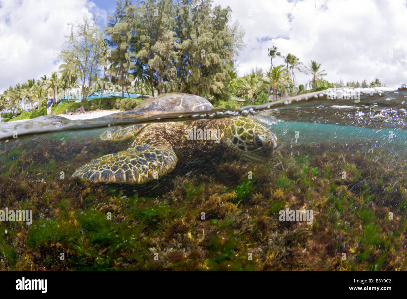 Green sea turtles algae hi-res stock photography and images - Alamy