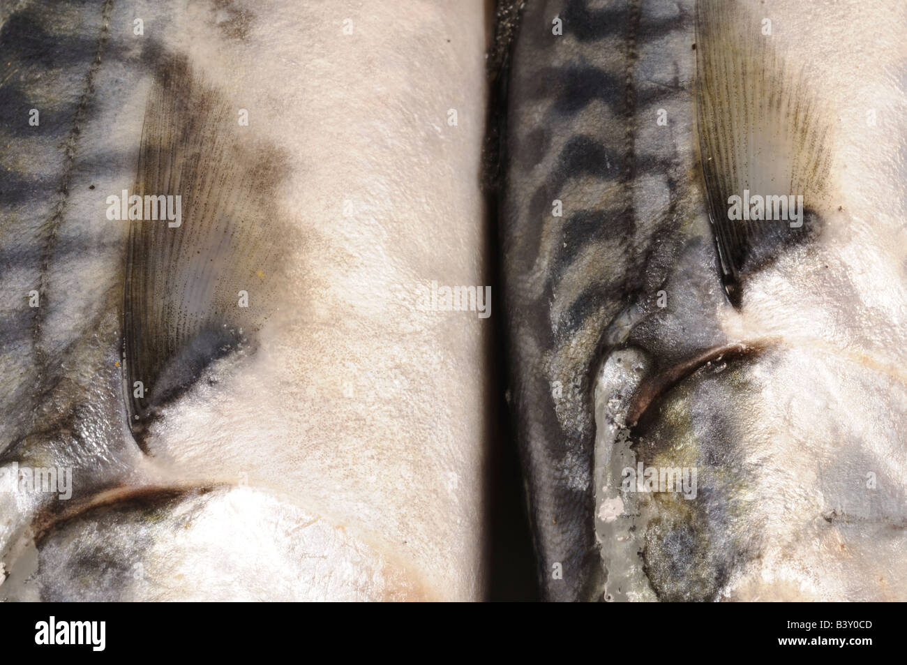 Two Mackerel close up Stock Photo - Alamy