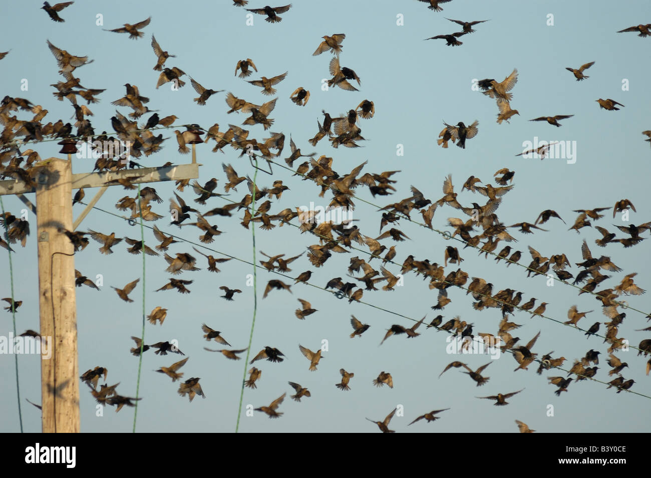 Starlings group hi-res stock photography and images - Alamy