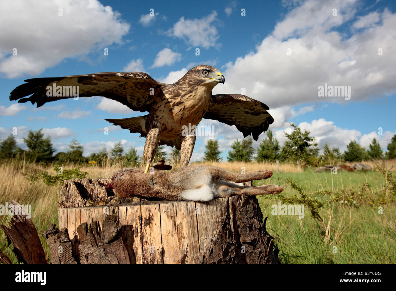 Buzzard buteo buteo wings wide hi-res stock photography and images - Alamy