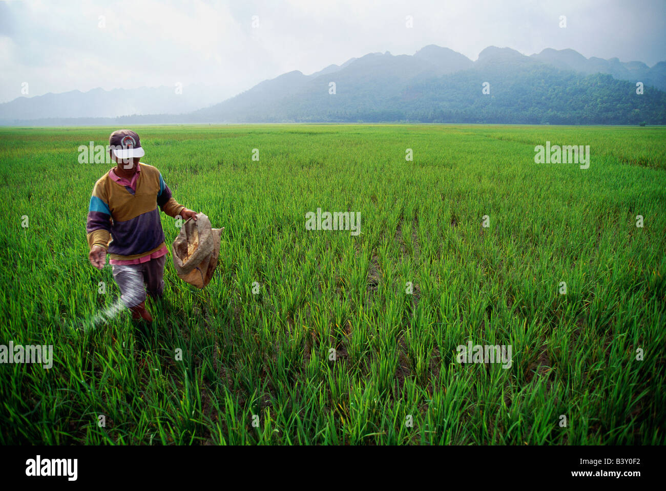 Man standing in rice paddy field hi-res stock photography and images ...