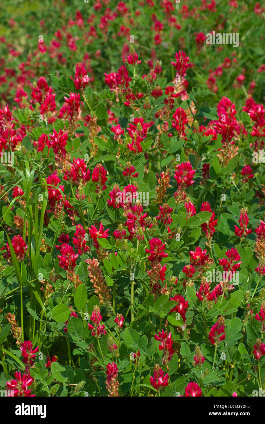 Crimson clover hi-res stock photography and images - Alamy