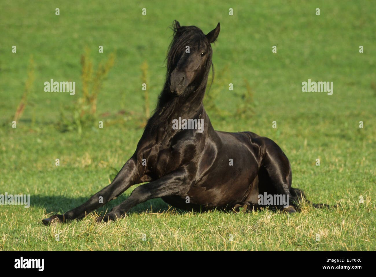 Friesian Horse (Equus caballus). Mare beginning to stand up after lying ...