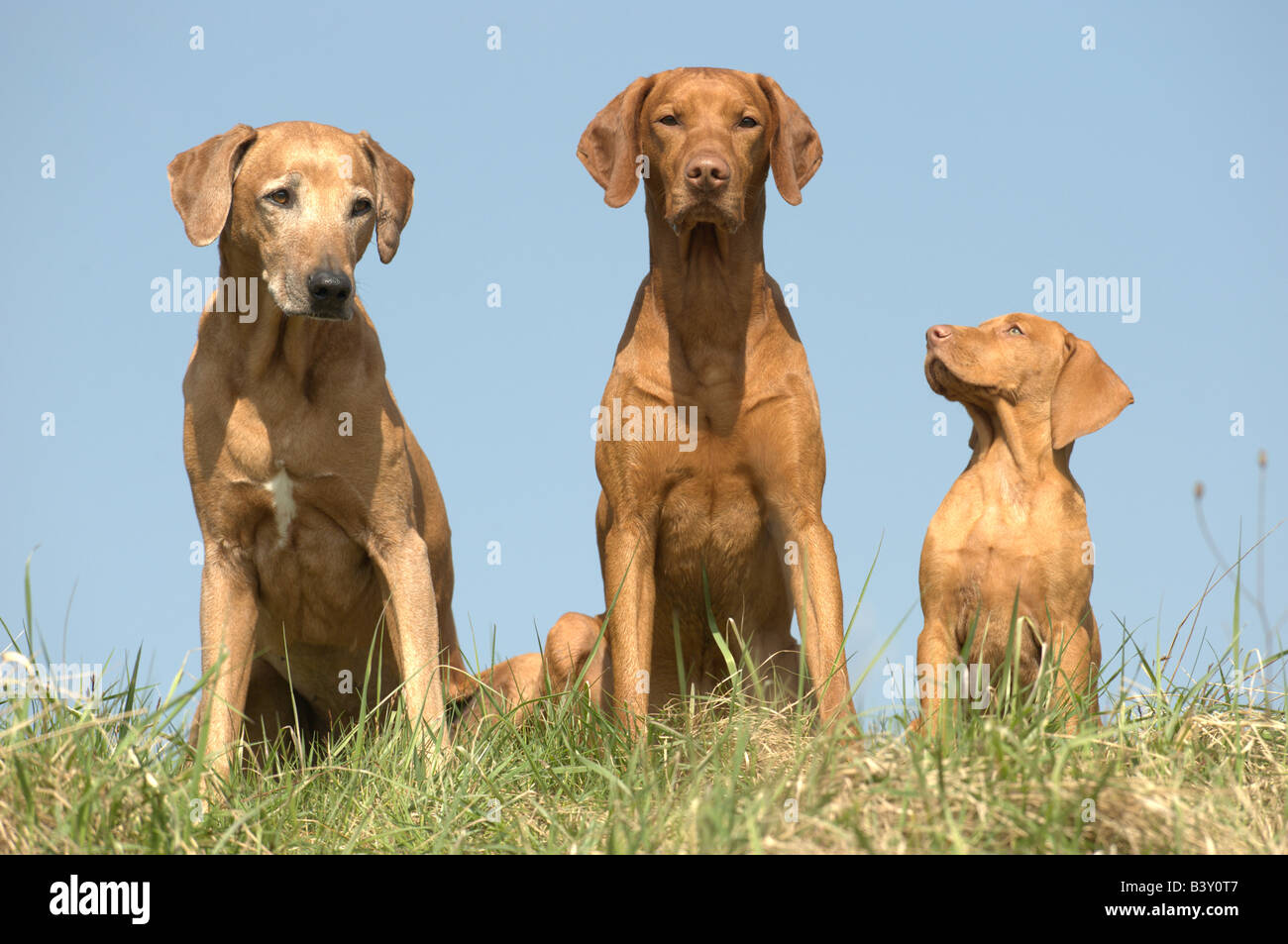 Smooth-haired Hungarian Vizsla (Canis lupus familiaris). Bitch with ...