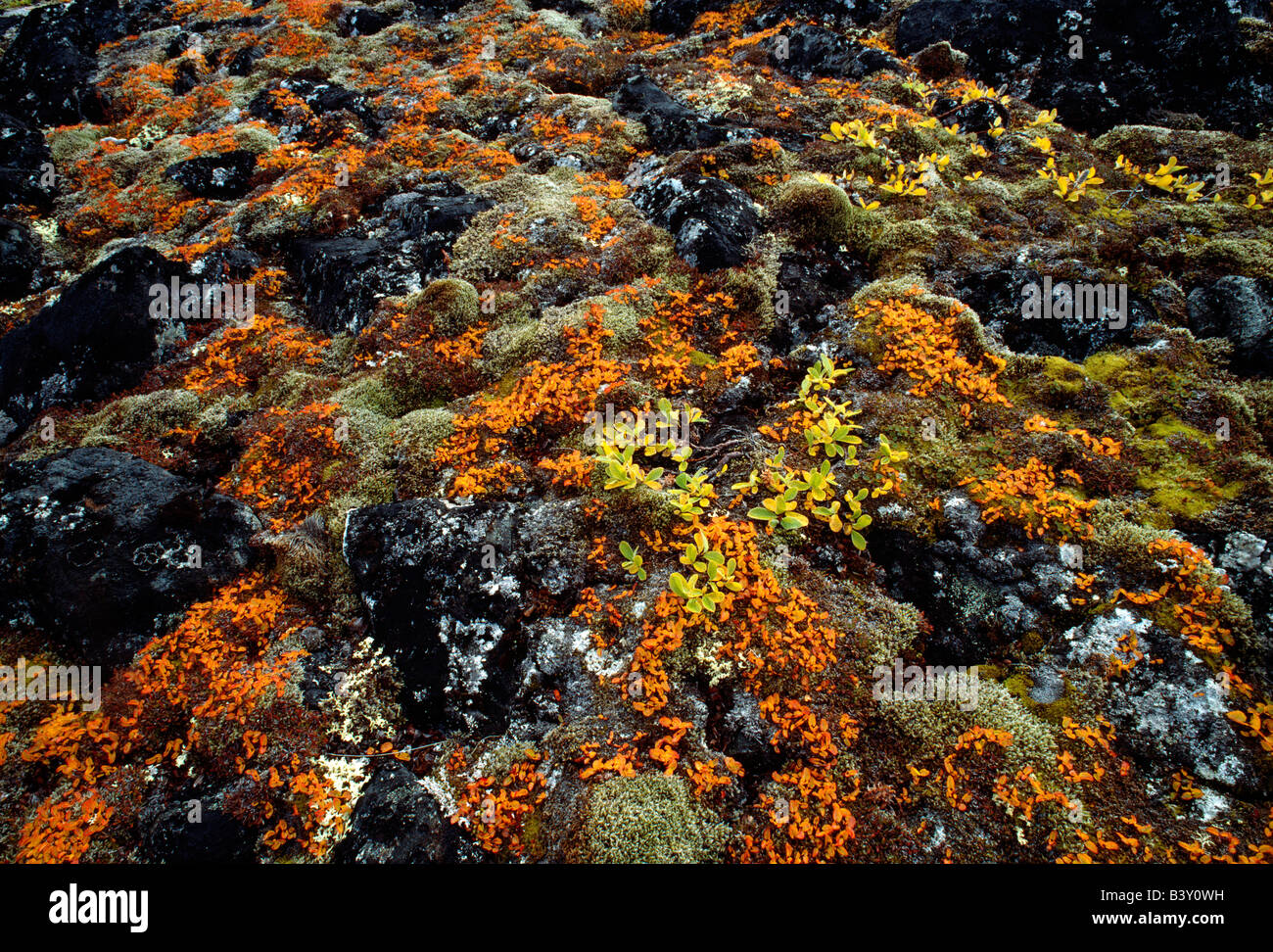 Arctic Lichens