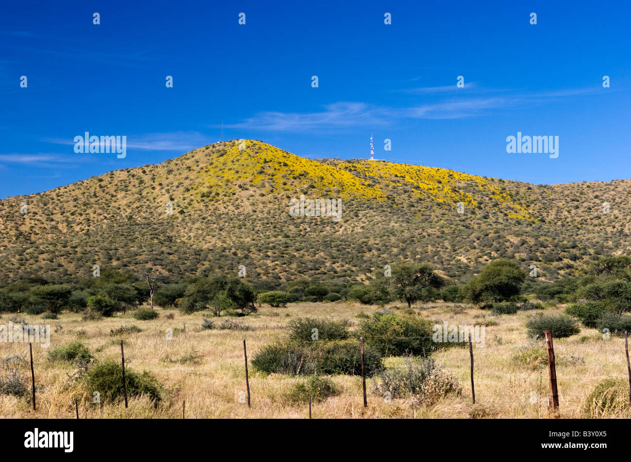 Hills in Bloom near Windhoek, Namibia Stock Photo - Alamy