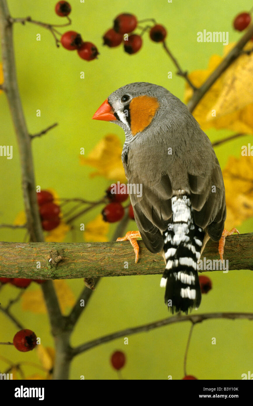 Spotted sided finch hi-res stock photography and images - Alamy