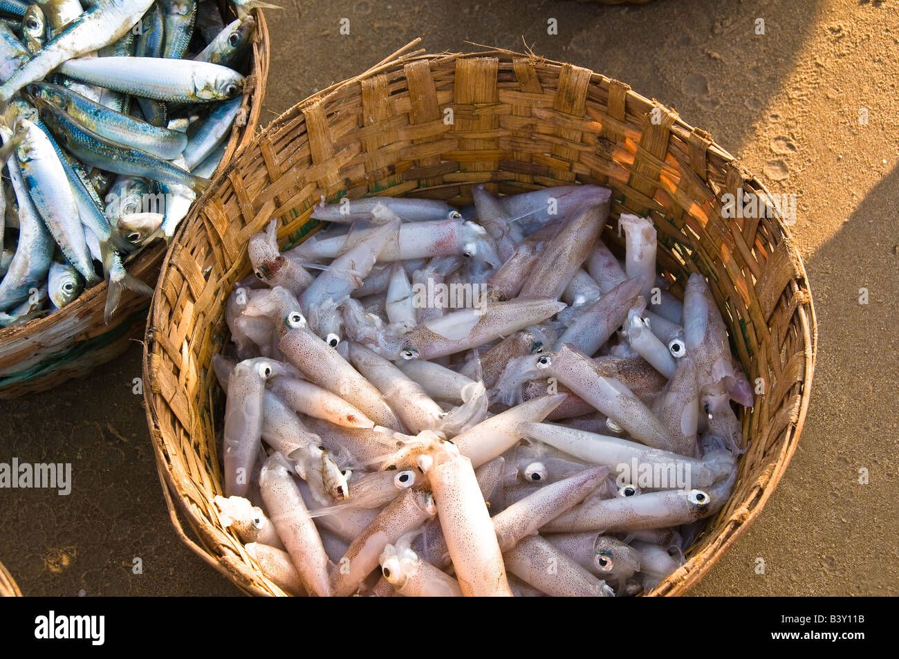 Fishermens catch of squids on Varca Beach Gao India Stock Photo - Alamy
