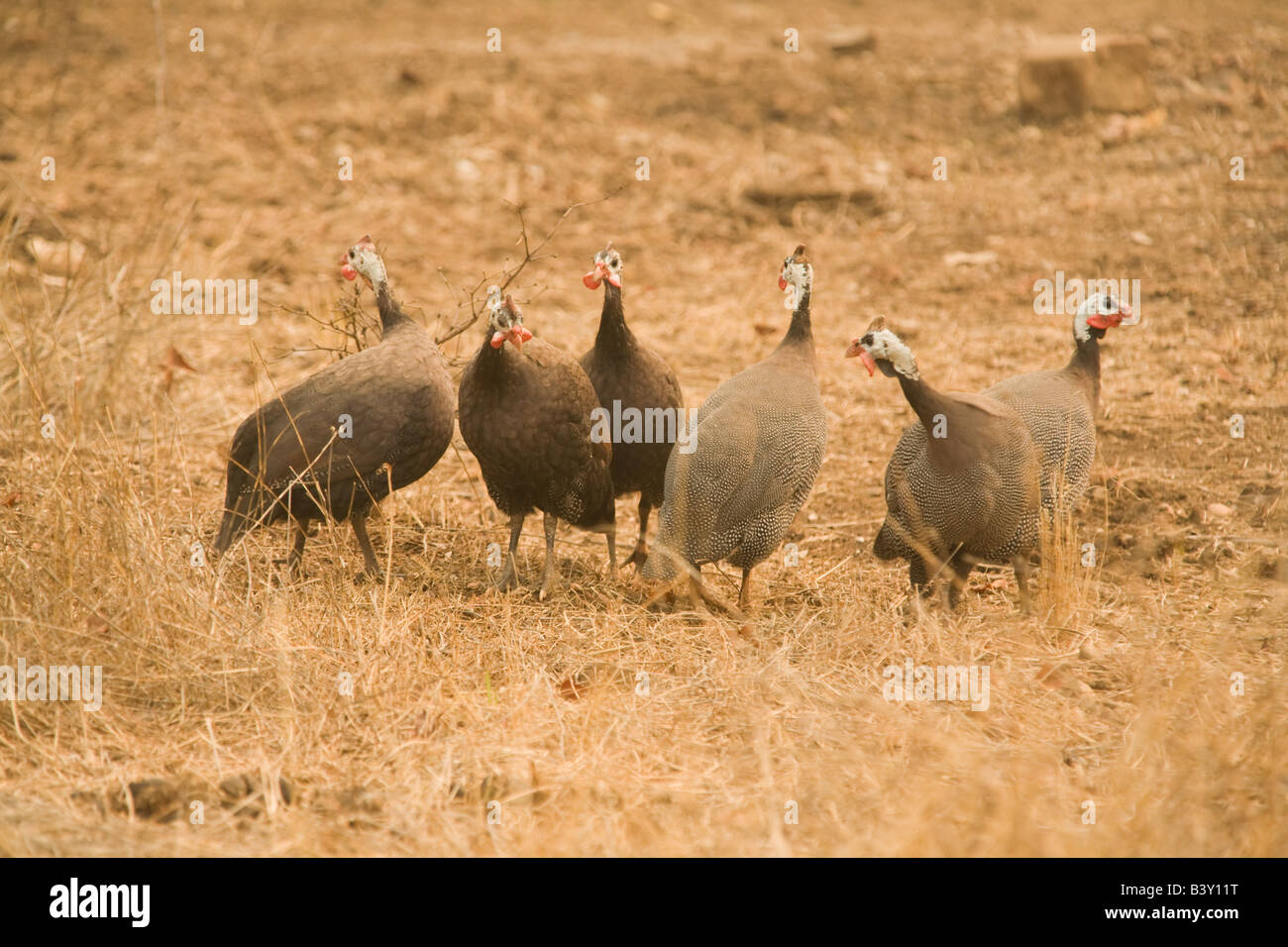 Guinea fowl and chicken hi-res stock photography and images - Alamy