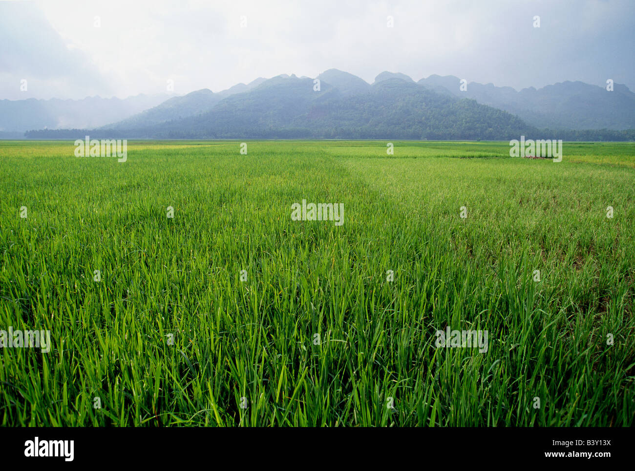 Rice paddies between Adipala & Ayah, south coast of Java, Indonesia ...