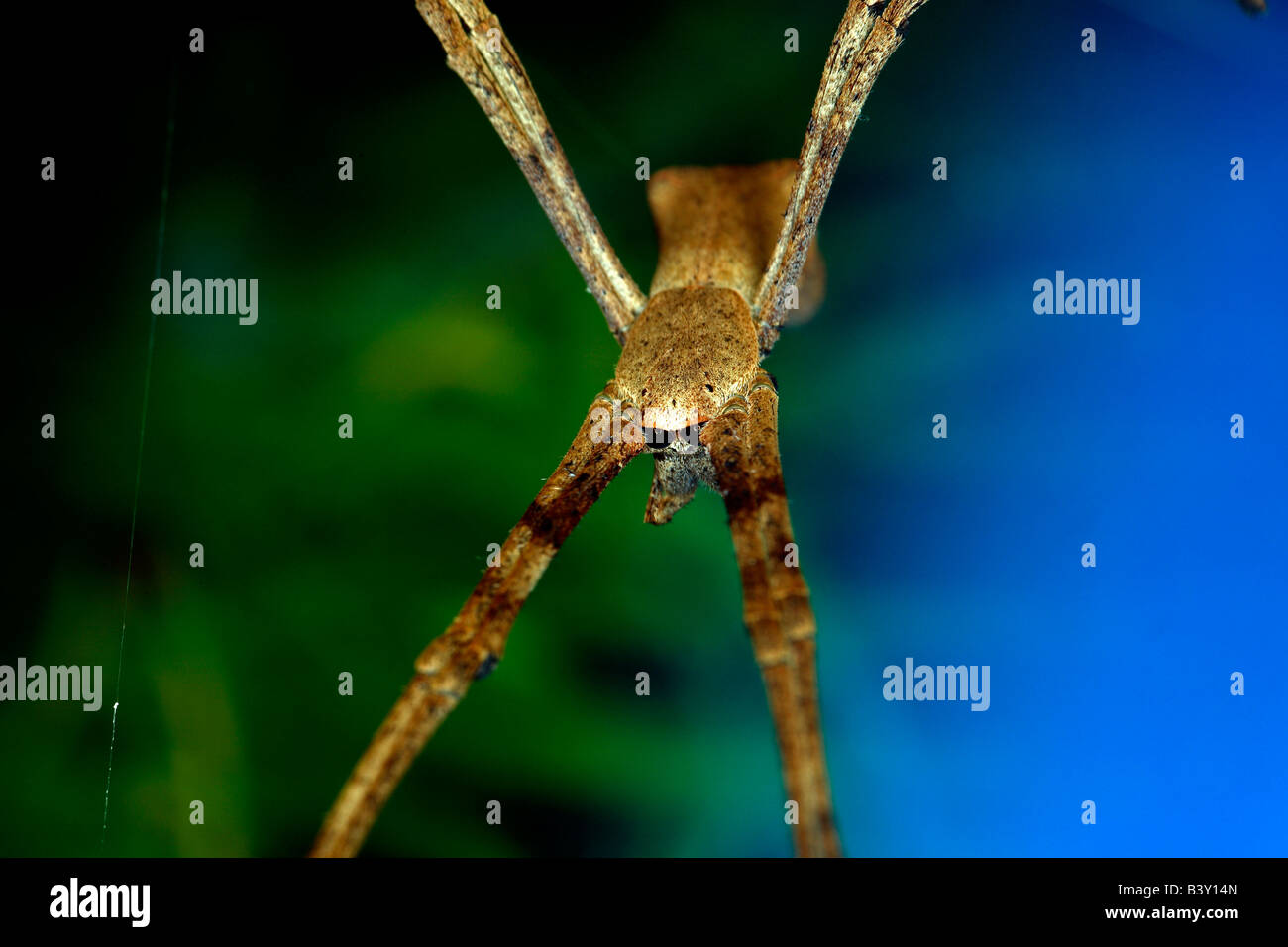 Female net-casting spider (Deinopis subrufa), also known as the Ogre ...