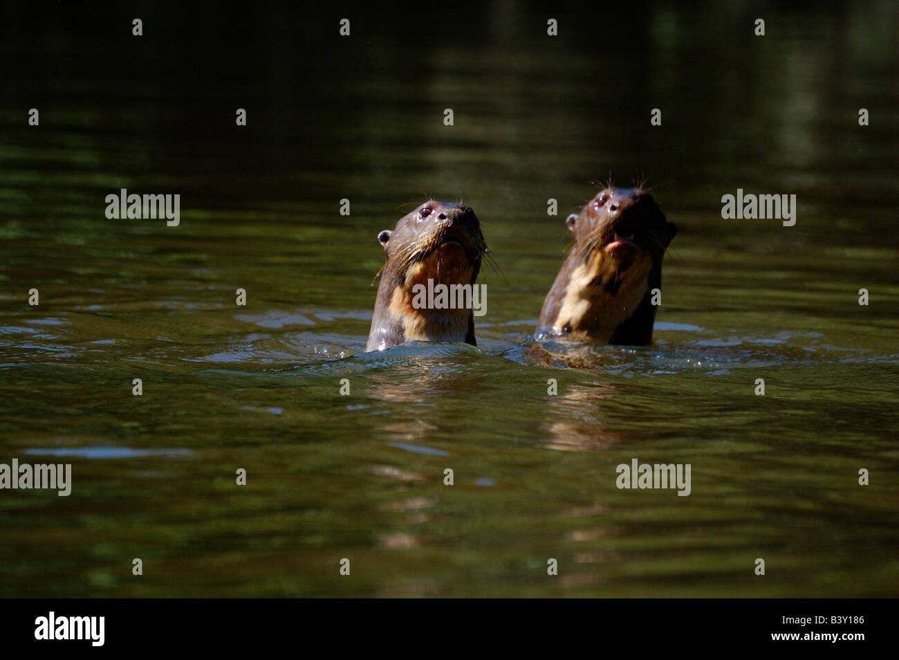 Giant otters peru hi-res stock photography and images - Alamy