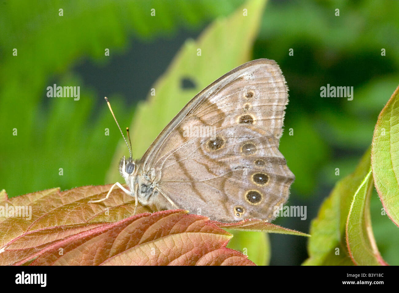 Northern Pearly-Eye Enodia anthedon Stock Photo - Alamy