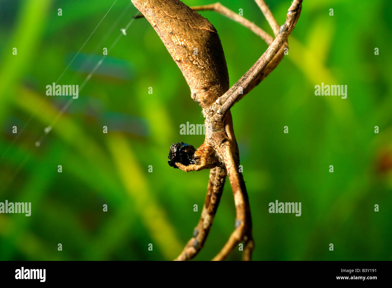 Female net-casting spider (Deinopis subrufa), also known as Ogre-faced ...