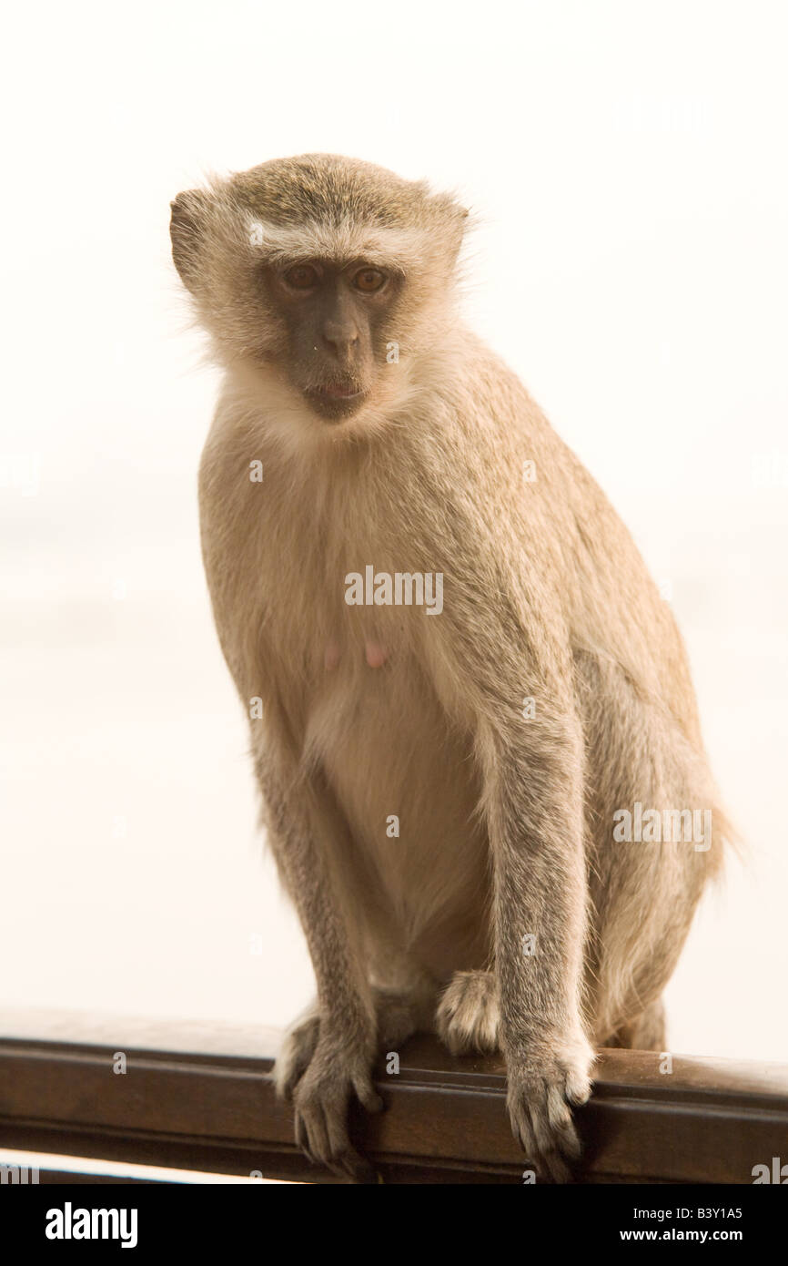 Vervet monkey, Livingstone, Zambia Africa Stock Photo - Alamy