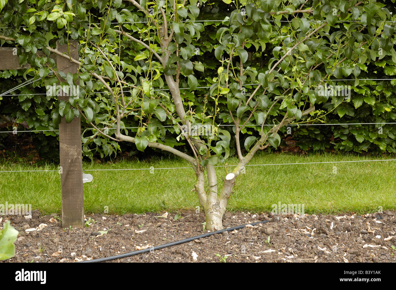 Fan trained Pear Tree Stock Photo - Alamy