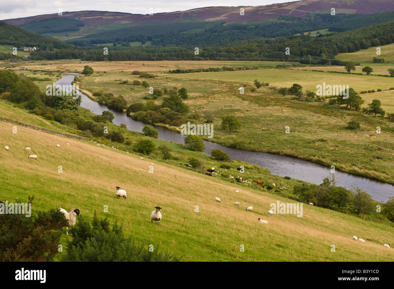 Border hills river tweed hi-res stock photography and images - Alamy