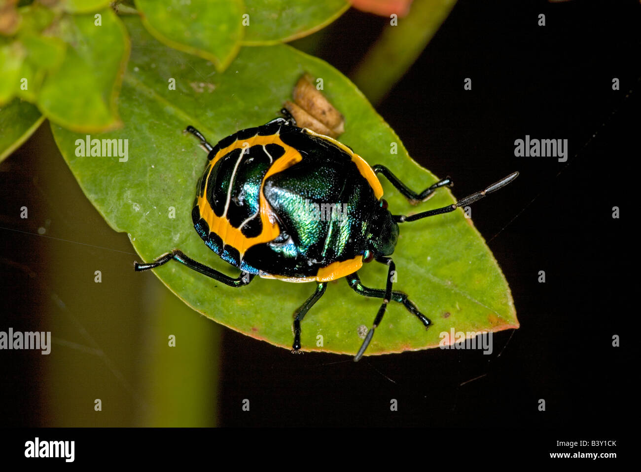 Australian Beetles Stock Photos & Australian Beetles Stock Images - Alamy