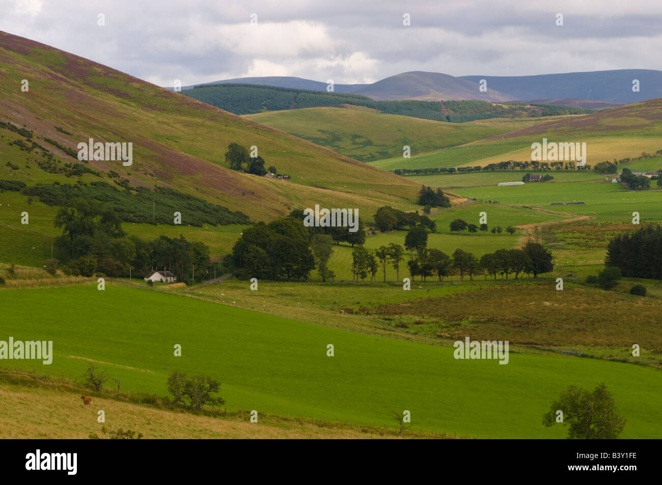 Border hills near the source of the River Tweed Stock Photo - Alamy