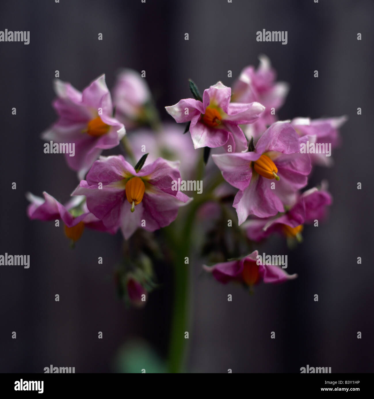 Potato plant flower in bloom Stock Photo - Alamy