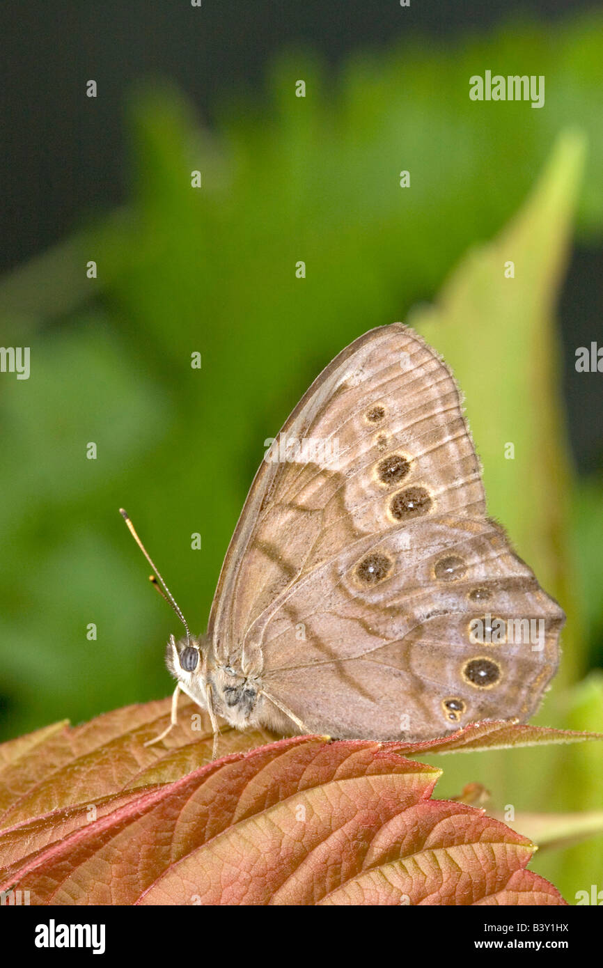 Northern Pearly-Eye Enodia anthedon Stock Photo - Alamy