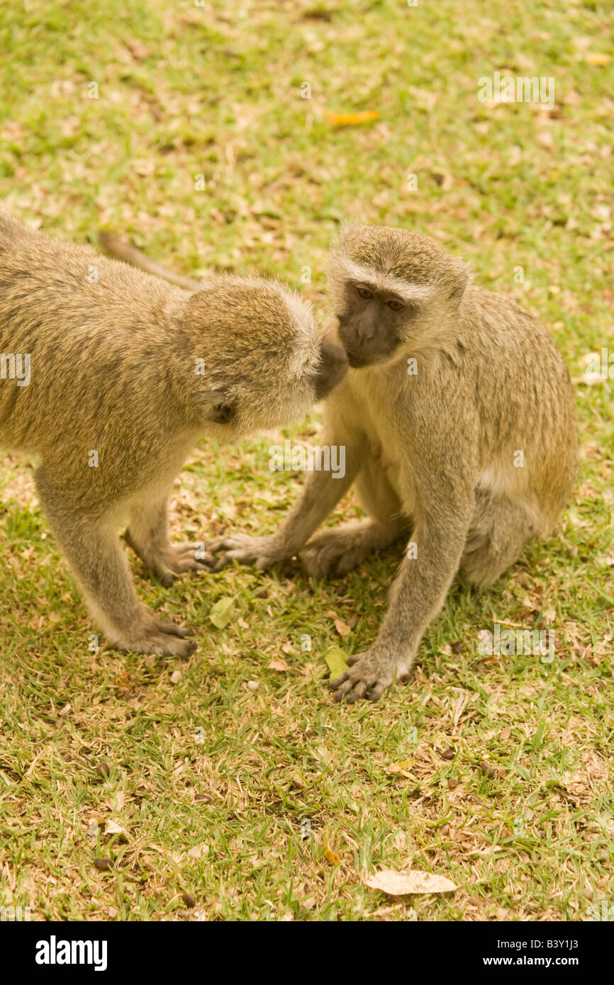 Vervet monkey, Livingstone, Zambia Africa Stock Photo - Alamy