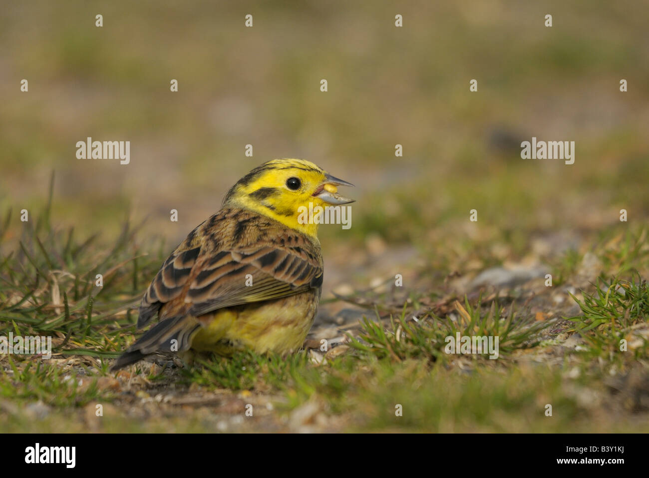 Seed in the beak hi-res stock photography and images - Alamy
