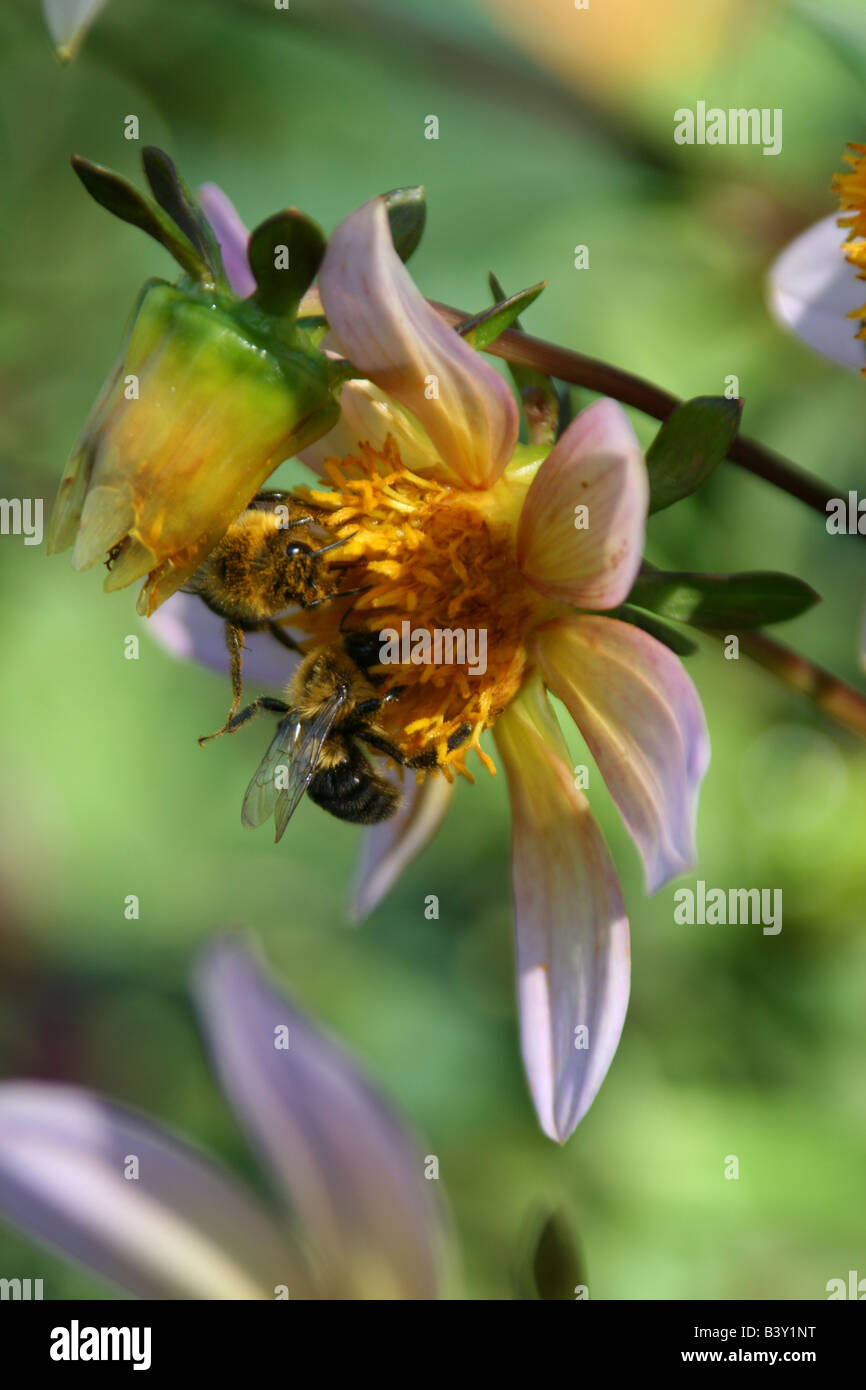 Bees pollinating a flower at Reynolda Gardens of Wake Forest University ...