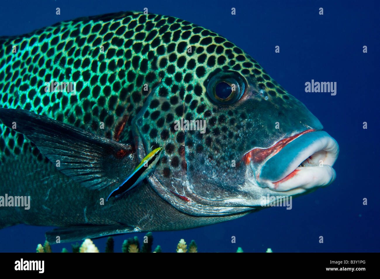 Adult Many spotted Sweeetlips Plectorhinchus chaetodonoides in Komodo ...