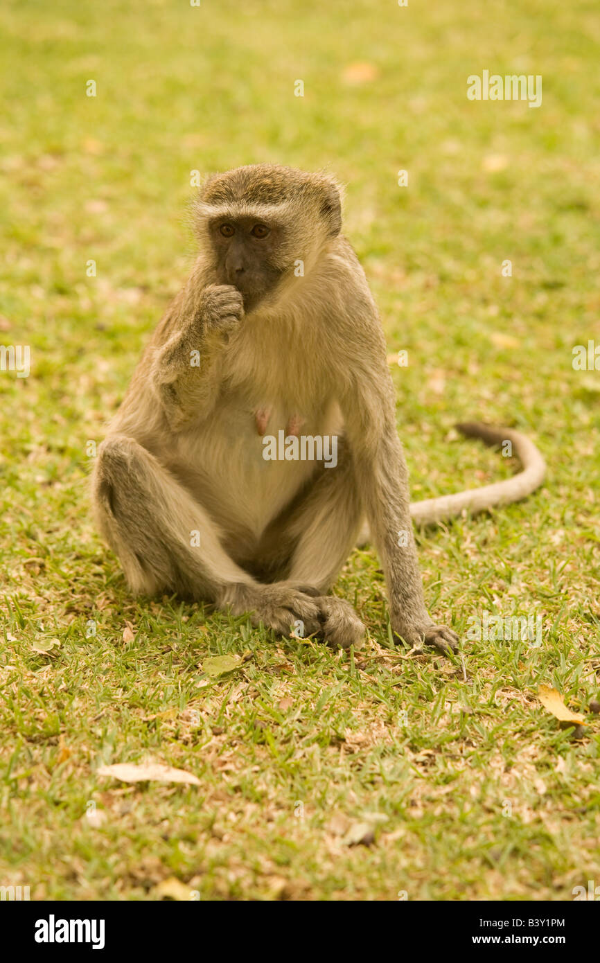 Vervet monkey, Livingstone, Zambia Africa Stock Photo - Alamy