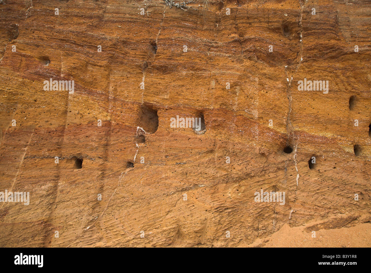Red crag rock deposits with shells and cross bedding exposed at a ...