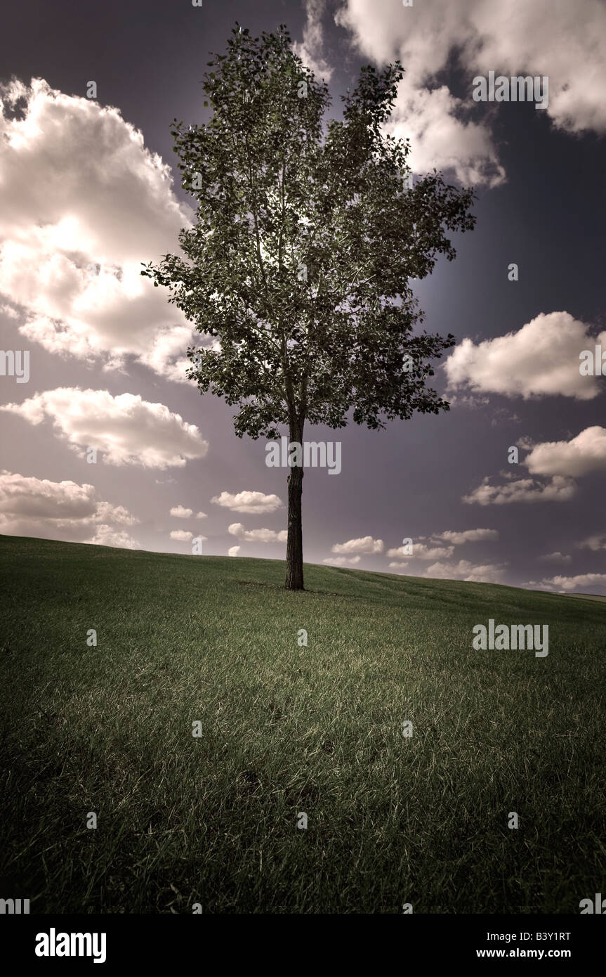 Single tree in a field of grass Stock Photo - Alamy