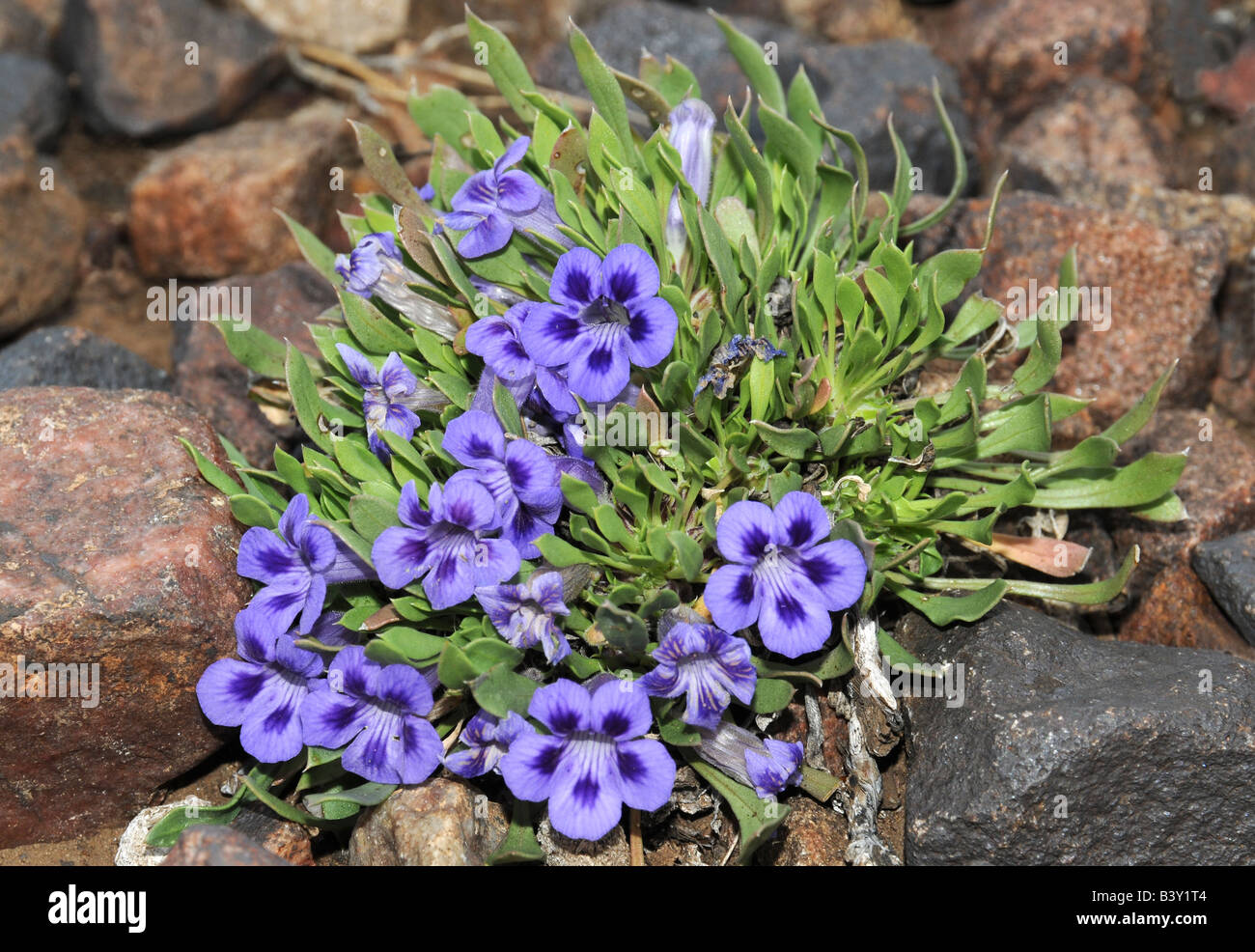 Xerophyte flowering between the Rocks, Aptosimum sp Stock Photo - Alamy