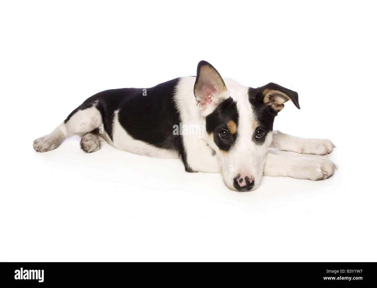 Adorable mixed breed spotted puppy dog isolated on white background ...