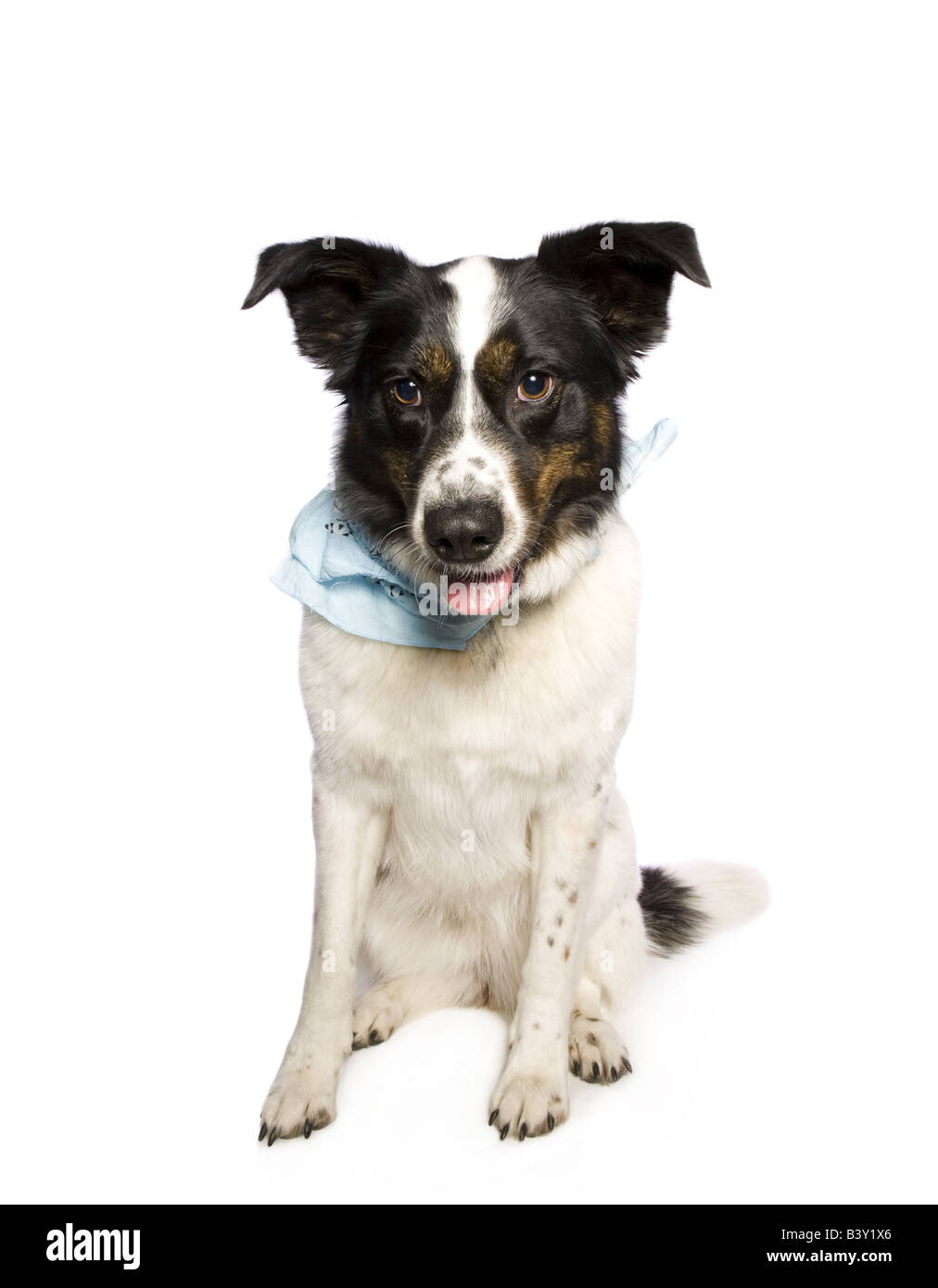 Border collie mix hi-res stock photography and images - Alamy