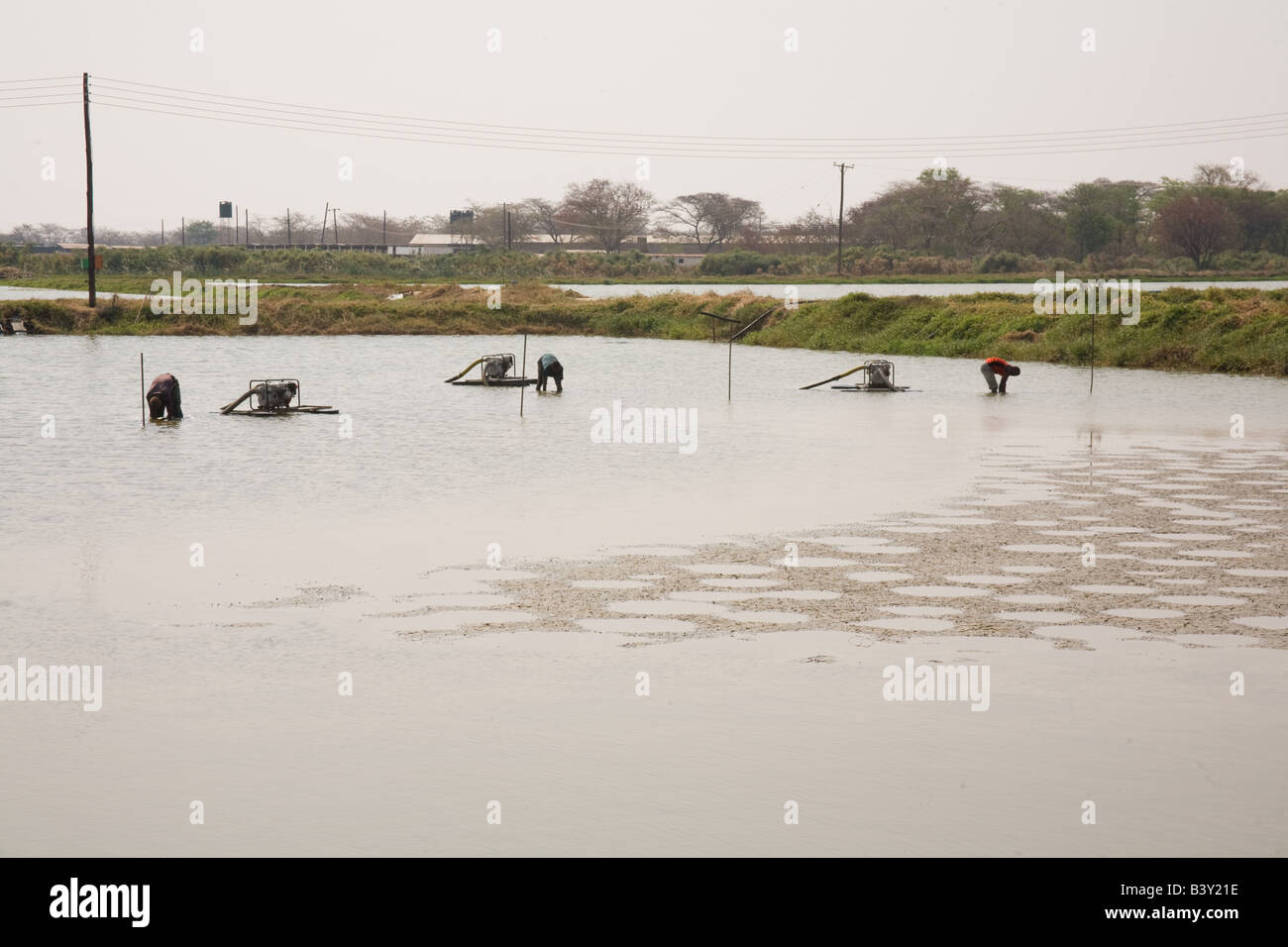 Kafue fisheries Africa's largest integrated green water fish farm ...